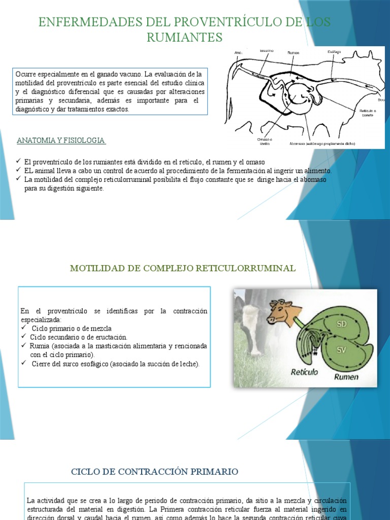 Enfermedades Del Proventriculo de Los Rumiantes 1 | PDF | Rumiante ...