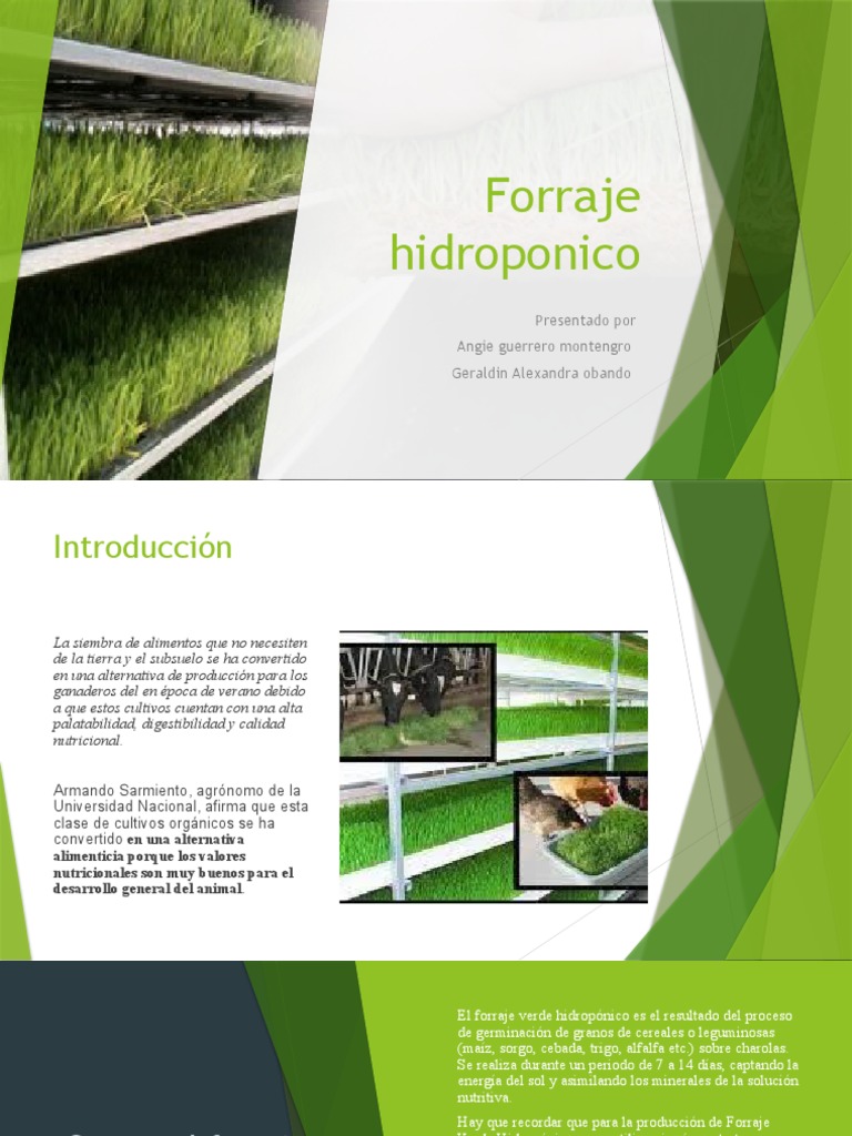 Forraje Hidroponico | PDF | Cereales | Hidroponia