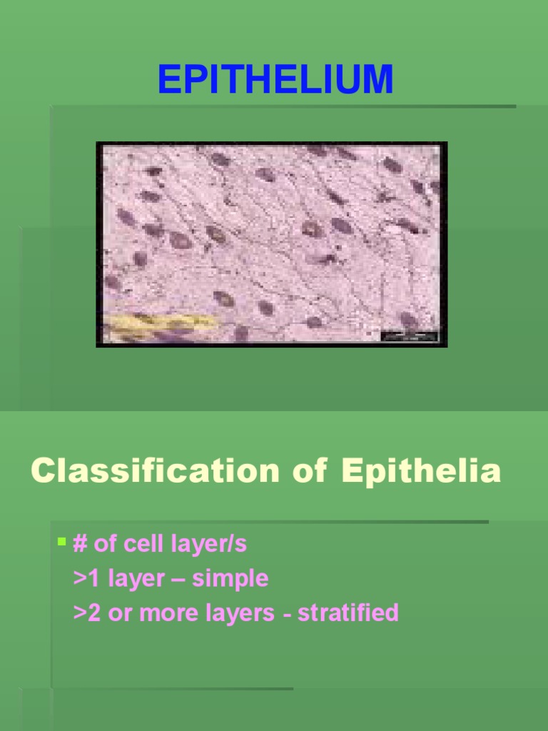 Epithelium Students 1 Pdf Epithelium Cell Membrane