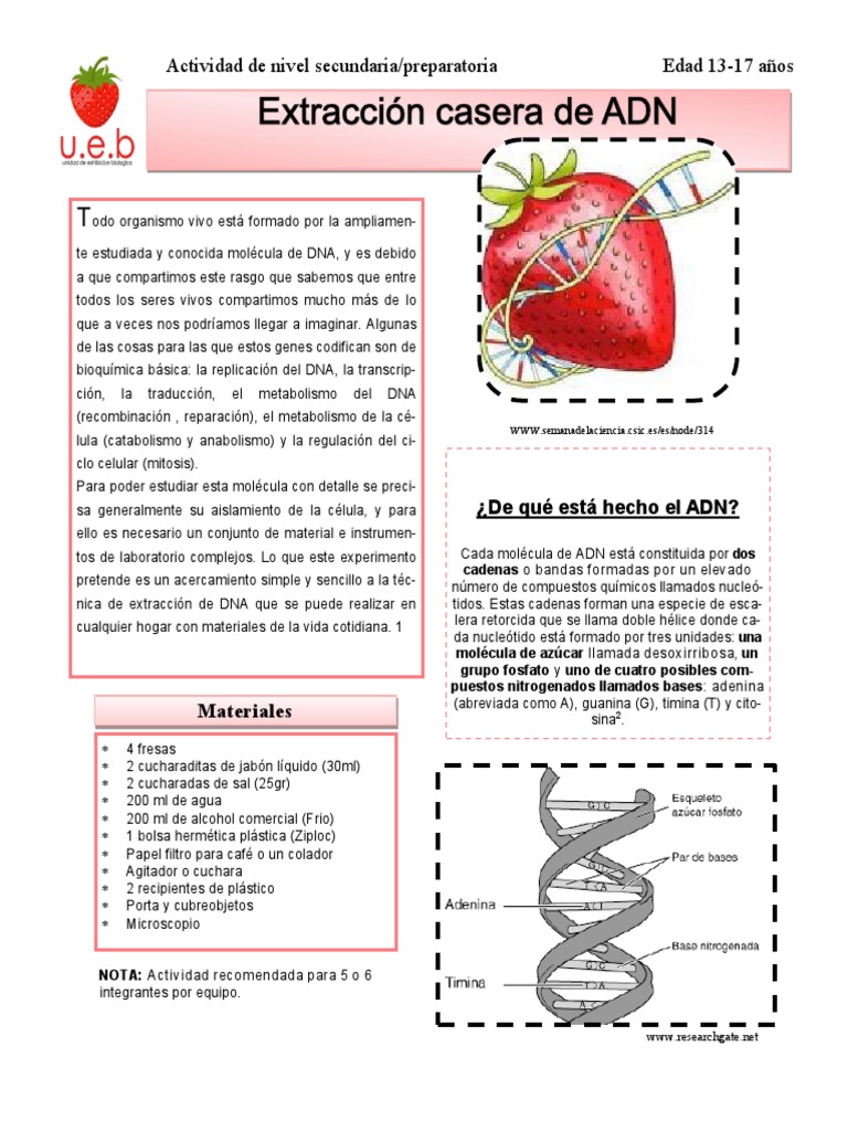 Extraccion ADN de Fresa | PDF | Adn | Biología