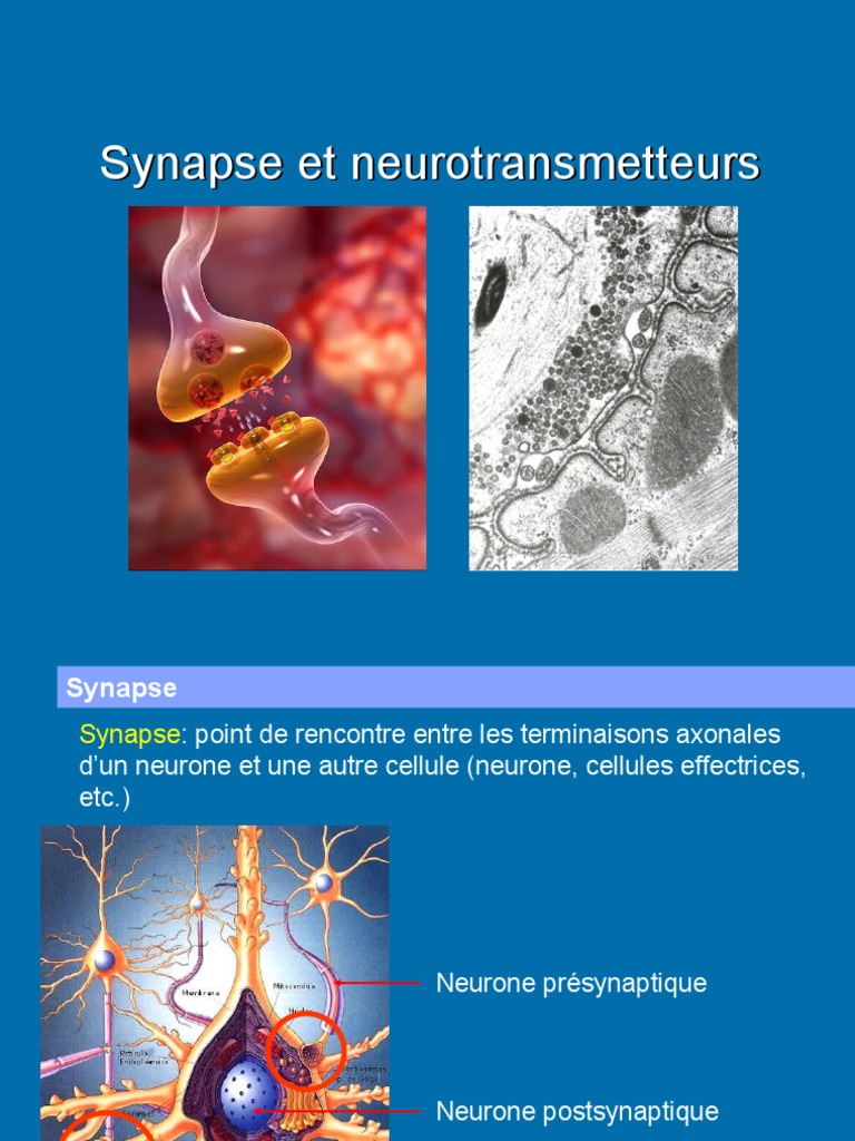 Potentiels postsynaptiques et synapses | PDF | Synapse | Potentiel ...