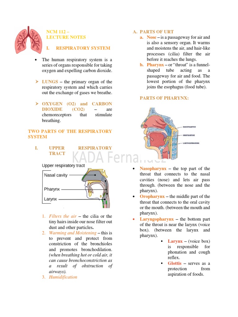 NCM 112 Lecture Notes (Respiratory System and Its Diseases) | PDF ...