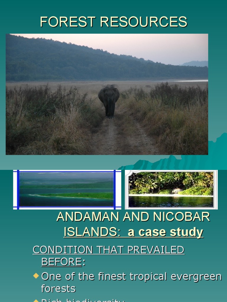 Forest Resources | PDF | Forests | Deforestation