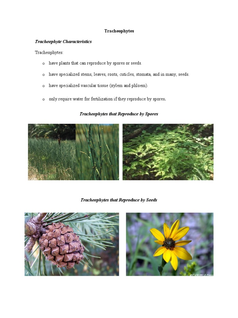 Tracheophyte Notes | PDF | Fertilisation | Pollination