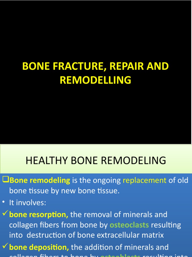 Bone Fracture Repair and Remodeling Process | PDF | Bone | Osteoblast