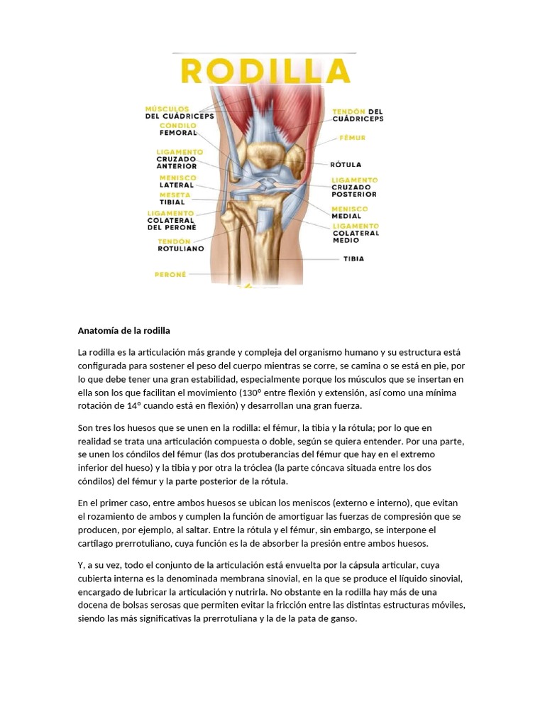 Anatomía de La Rodilla | PDF | Rodilla | Articulación