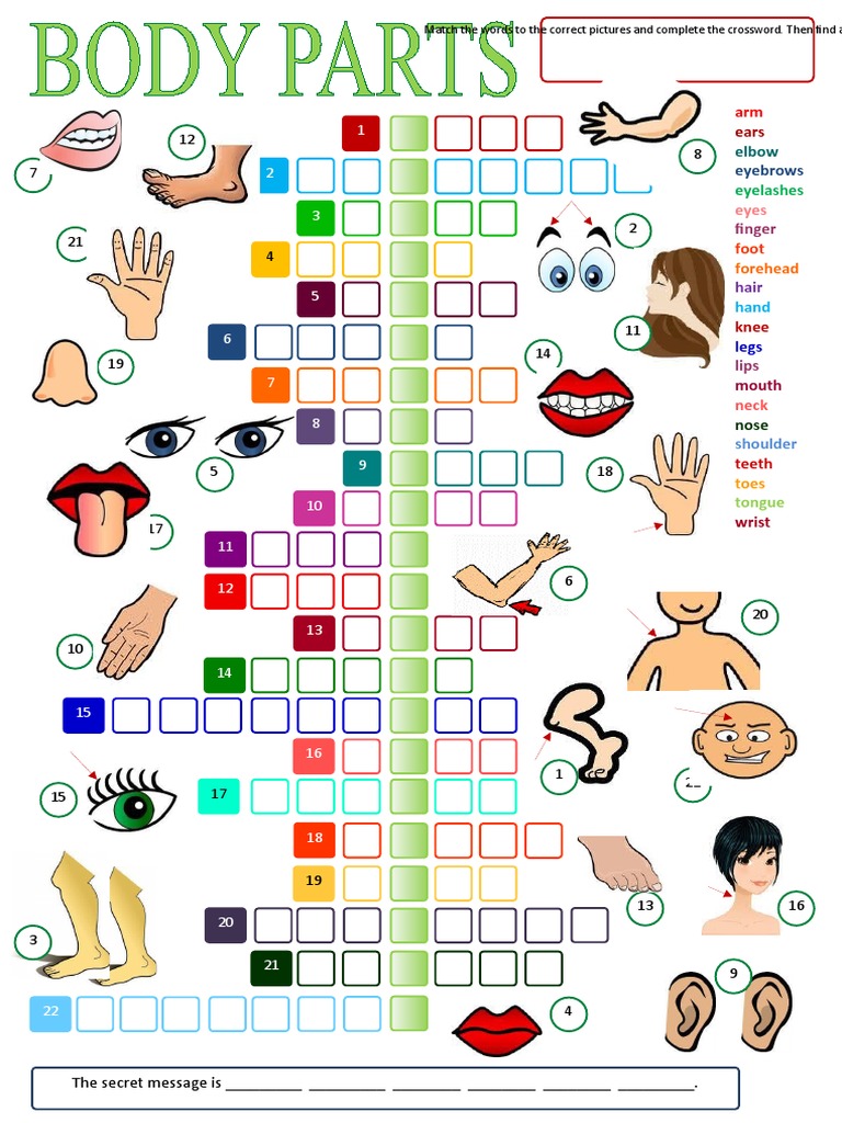 Body Parts Crosswords | PDF | Human Anatomy