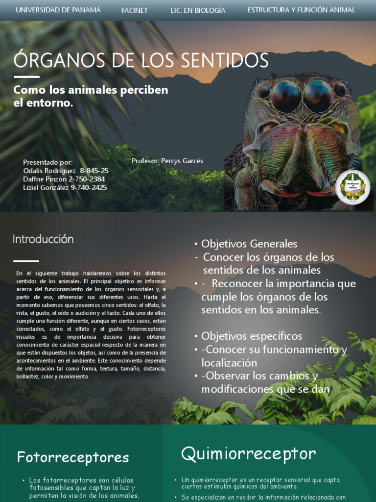 Sentidos Animales y su Función | PDF | Oído | Percepción visual