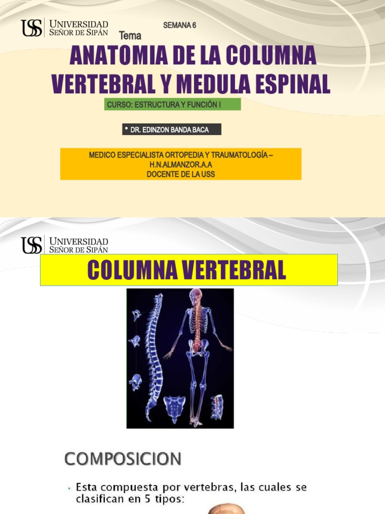 Anatomía de la Columna Vertebral y Médula Espinal | PDF | Médula ...