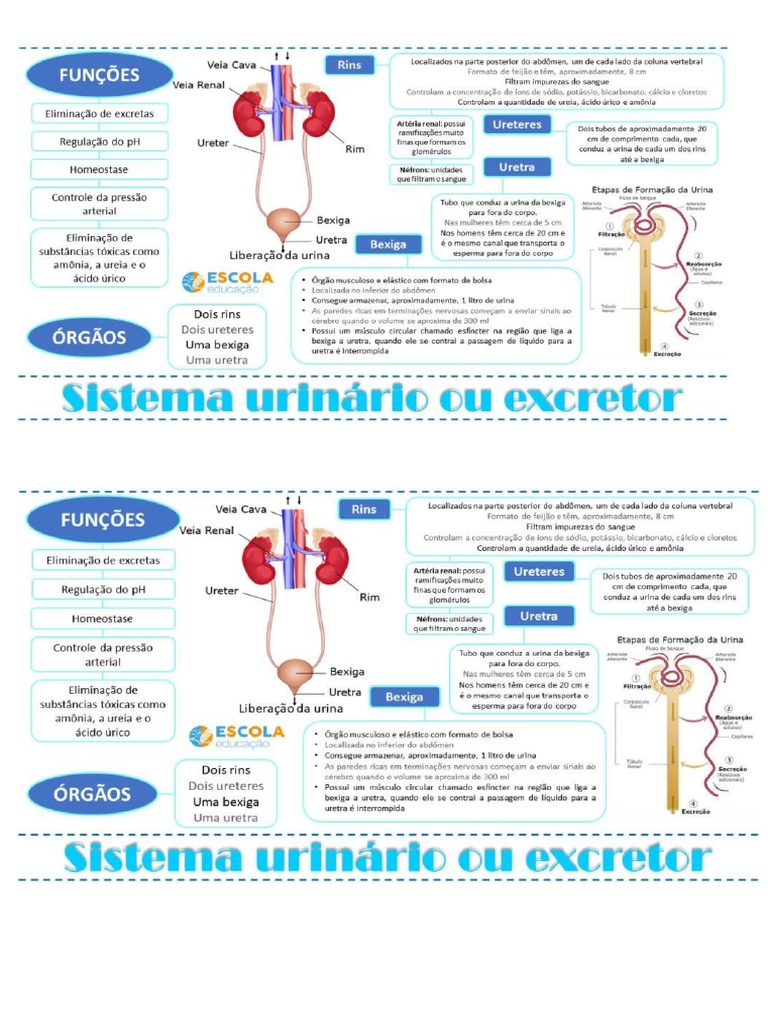 Mapa Mental - Sistema Excretor | PDF