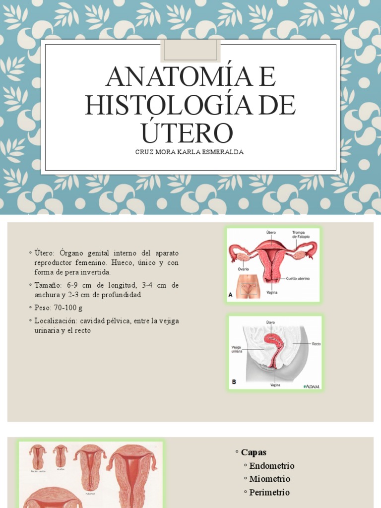 Anatomía e histología de útero | PDF