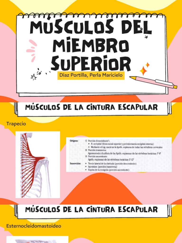 Musculos Del Miembro Superior Primera Parte | PDF | Tejido suave ...