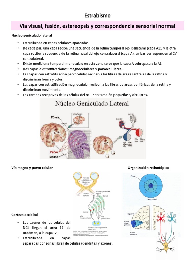 Estrabismo | PDF | Percepción visual | Sentidos