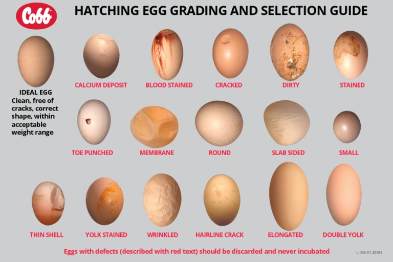 Hatching Egg Selection Digital | PDF