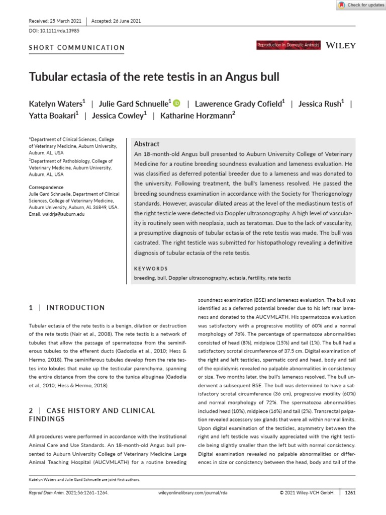 Tubular Ectasia Of The Rete Testis In An Angus Bull Pdf Testicle