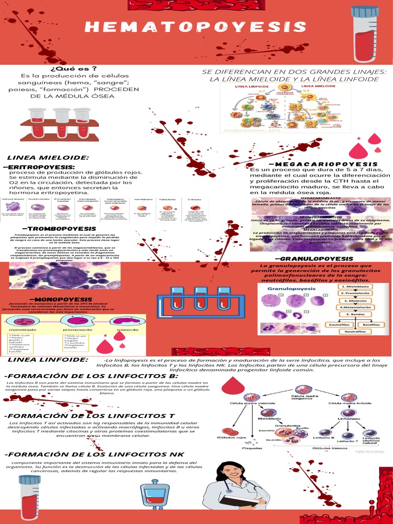 HEMATOPOYESIS | PDF | Linfocitos | Hematopoyesis