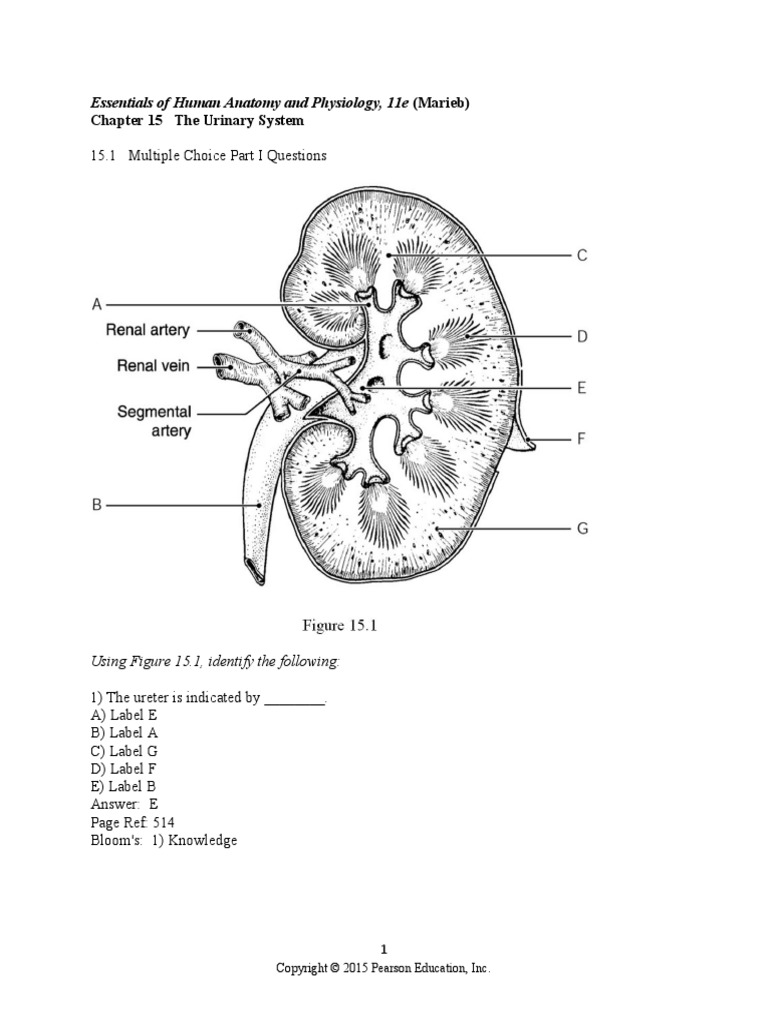 Anaphy | PDF | Kidney | Urinary System