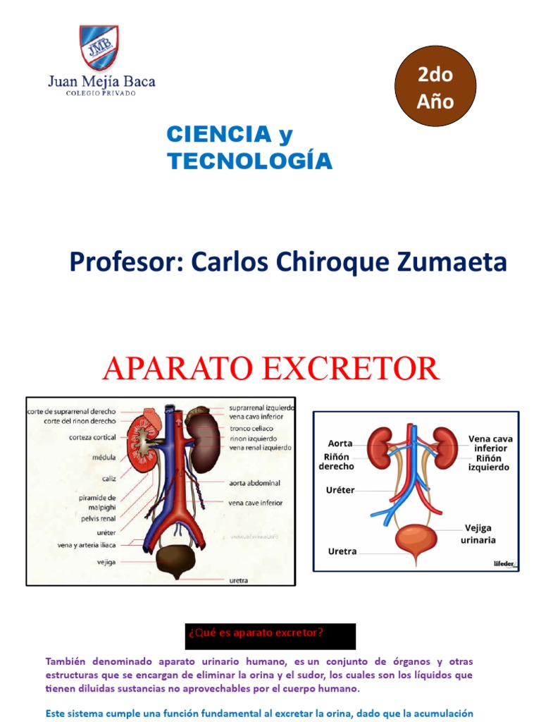 Aparato Excretor | PDF | Riñón | Sistema urinario