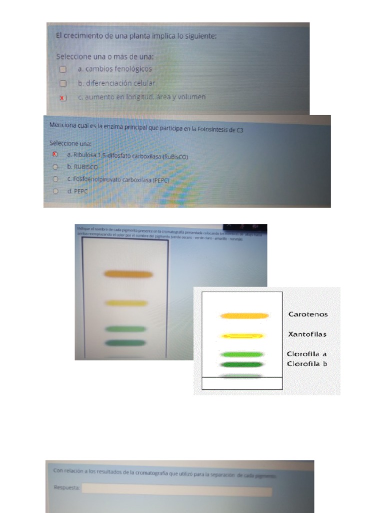 PC Practica Fisio | PDF