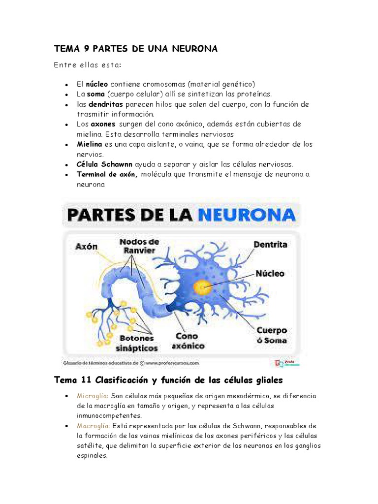 Tema 9 Partes de Una Neurona | PDF