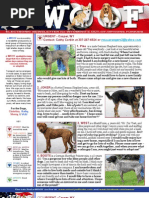 The Philippine Native Dog Breed | PDF | Dogs | Dogs As Pets