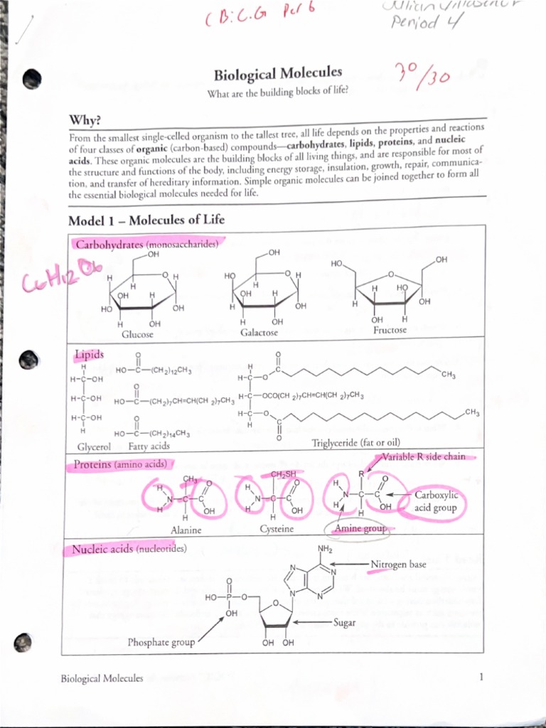 Biological Molecules | PDF