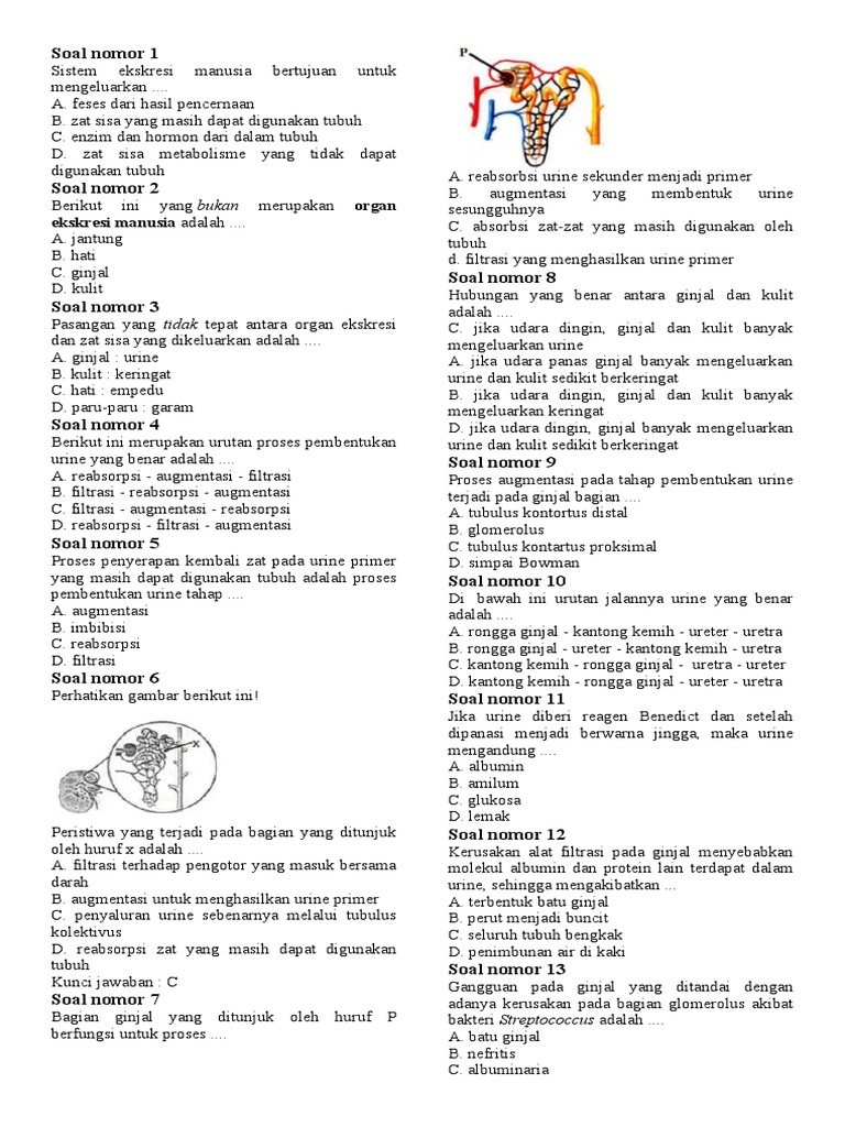 Soal Sistem Ekskresi Kelas 8 | PDF