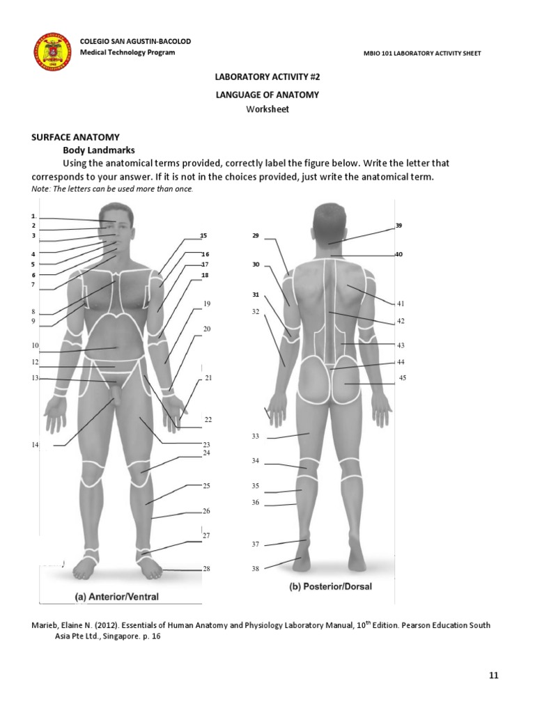 Landmarks and Body Orientation WS | PDF | Anatomical Terms Of Location ...