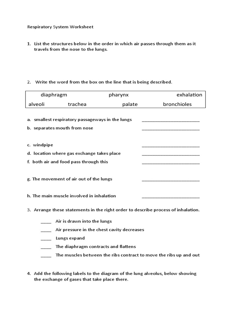 Respiratory System Worksheet p2 | PDF