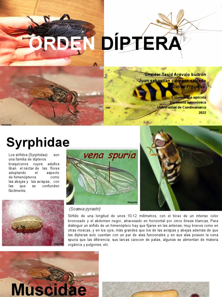 Orden Díptera | PDF | Mosca | Insectos
