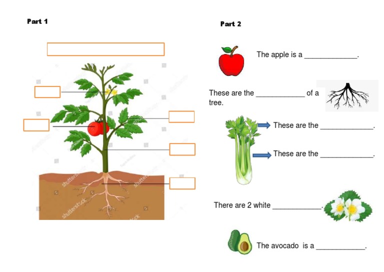 Review Parts of A Plant | PDF
