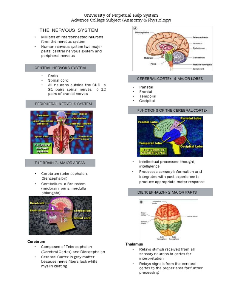 Anatomy & Physiology - Nervous System | PDF | Central Nervous System ...
