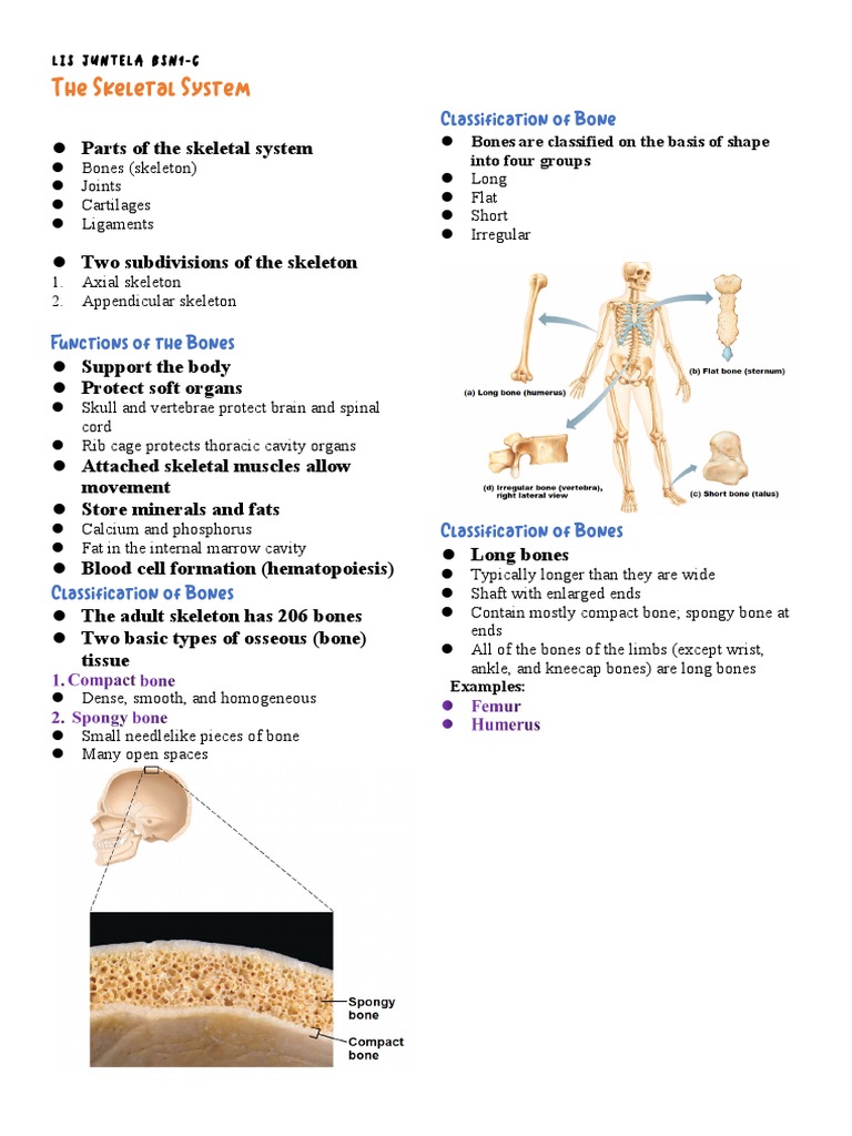 The Skeletal System Pdf Bone Skull