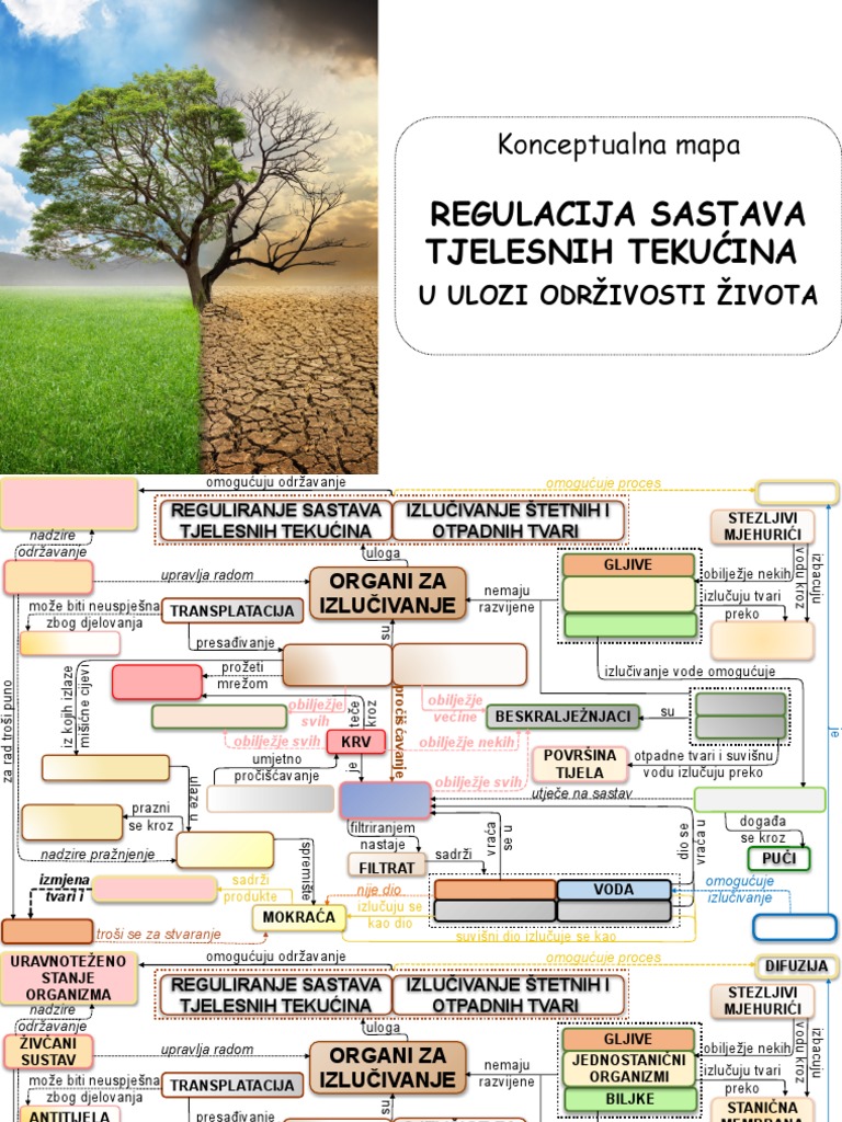 Konceptualna Mapa - Regulacija Sastava Tjelesnih Tekućina U Ulozi Održivosti Života | PDF