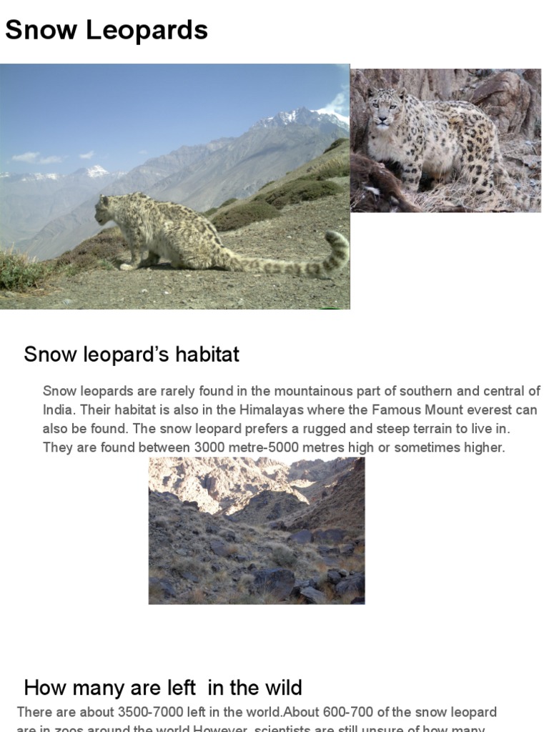 Snow Leopards | PDF