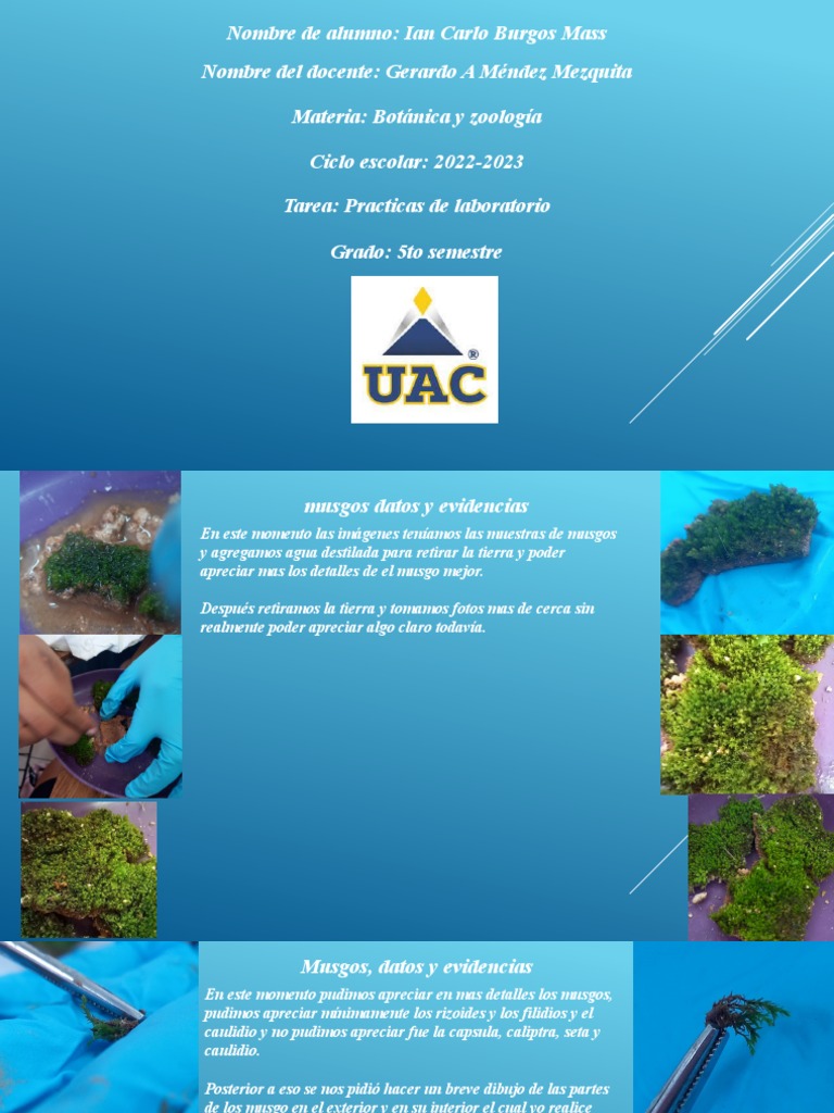 Prácticas de Botánica: Musgos y Algas | PDF | Ciencias sociales ...