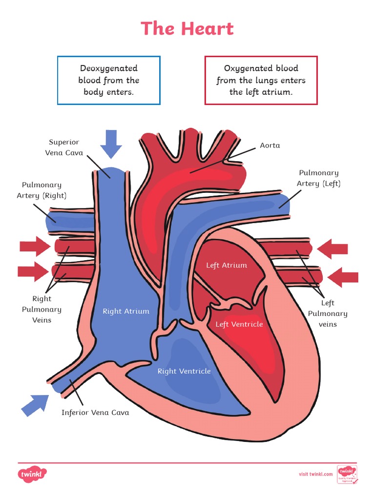 simple-heart-diagram-labelling-activity | PDF