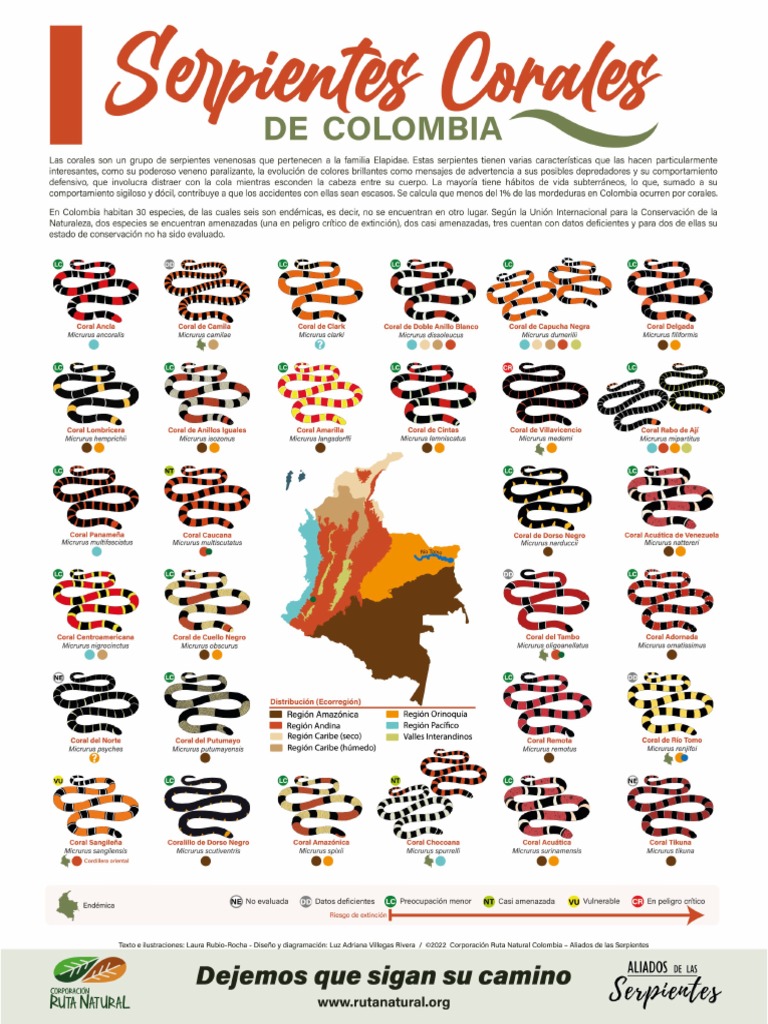 Serpientes Corales de Colombia | PDF