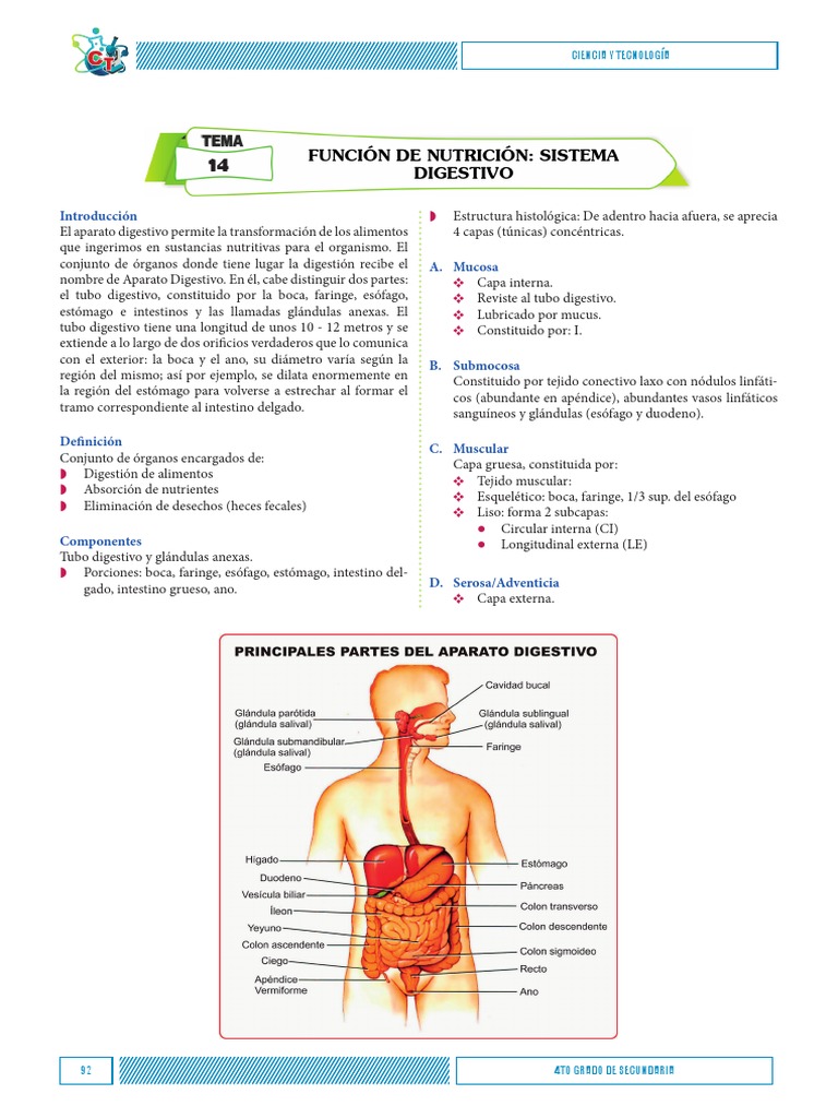 4TO GRADO CyT Sistema Digestivo | PDF | Digestión | Sistema digestivo humano