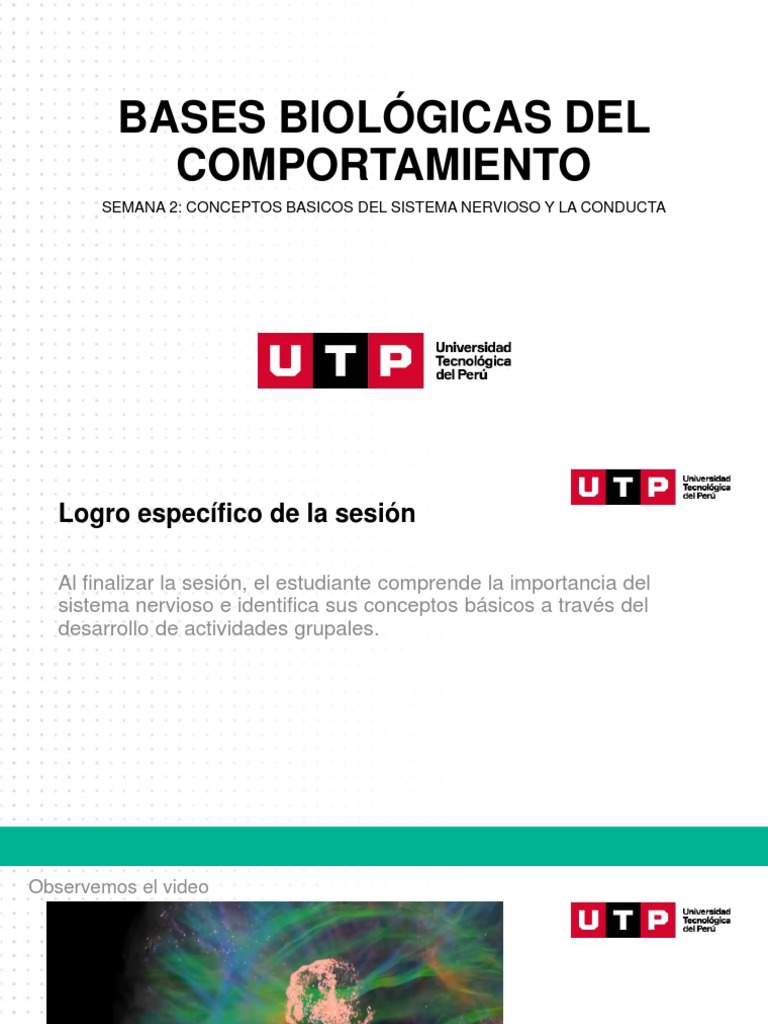 S02.1 Conceptos Basicos Del Sistema Nervioso Central | PDF | Neurona | Comportamiento