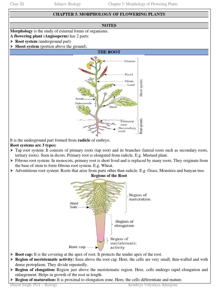 Morphology of Flowering Plants Overview | PDF | Leaf | Petal