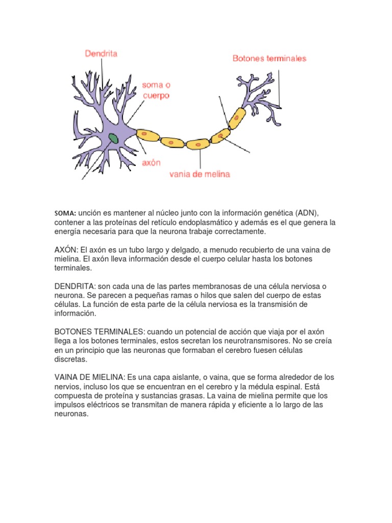 Estructura y partes de la neurona | PDF | Salud y bienestar | Informática
