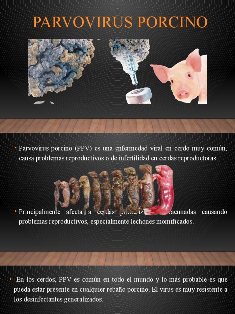 Parvovirus Porcino | PDF | El embarazo | Virus