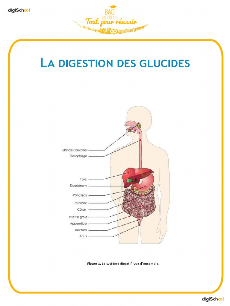 Digestion Des Glucides | PDF | Amidon | Enzyme