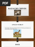 Sistema de Producción de Leche en Granjas Bovinas Familiares | PDF | Vacas | Leche