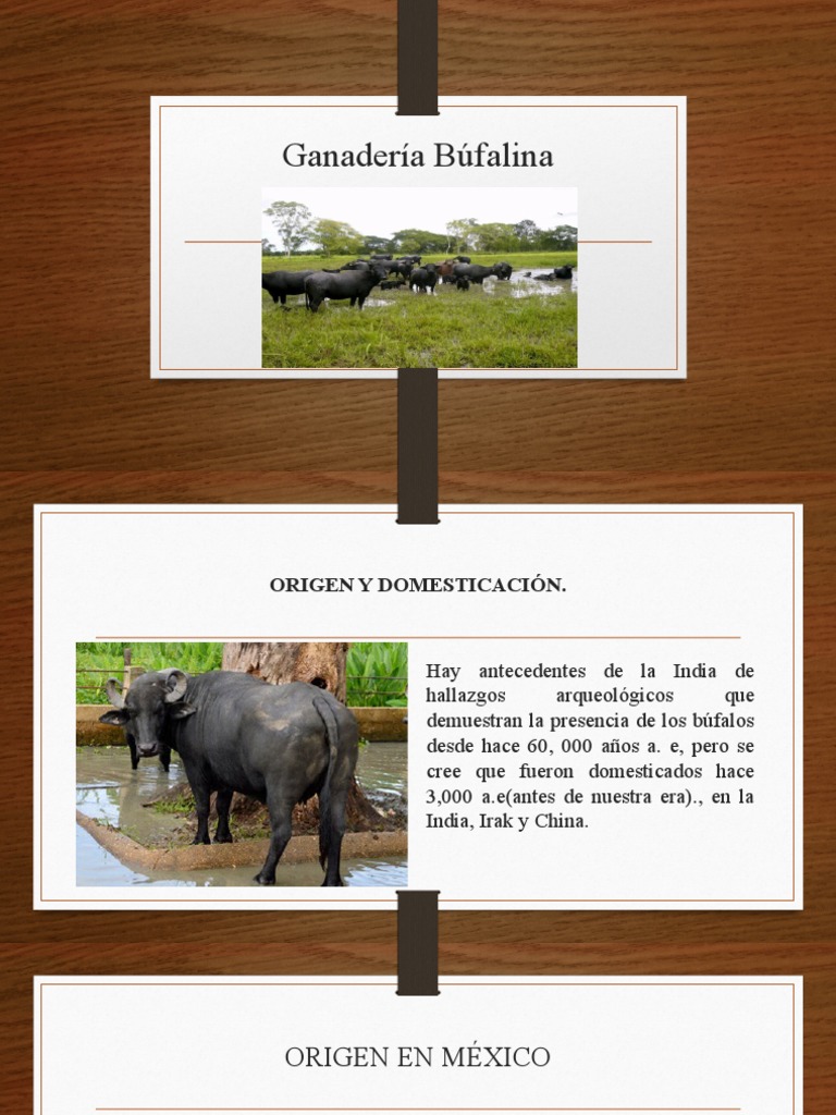 Ganadería Bufalina | PDF | Leche | Carne