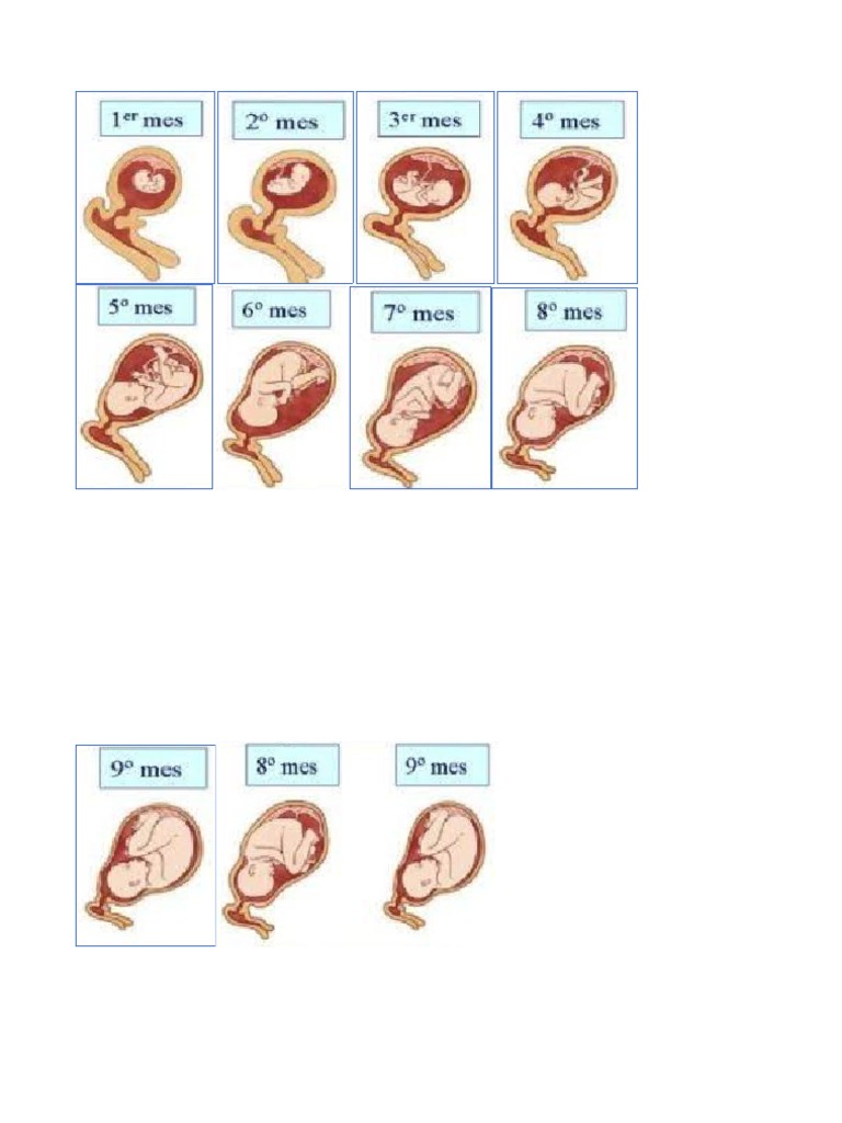 Proceso Del Embarazo | PDF | Feto | El embarazo