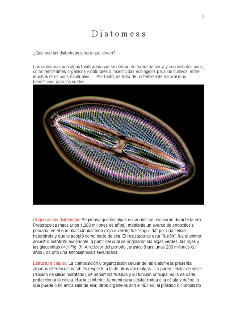 Diatomeas: Origen de Las Diatomeas | PDF | Ciencia y matemáticas