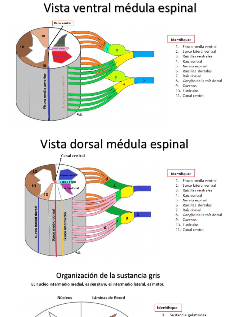 MEDULA | PDF | Médula espinal | Materia gris