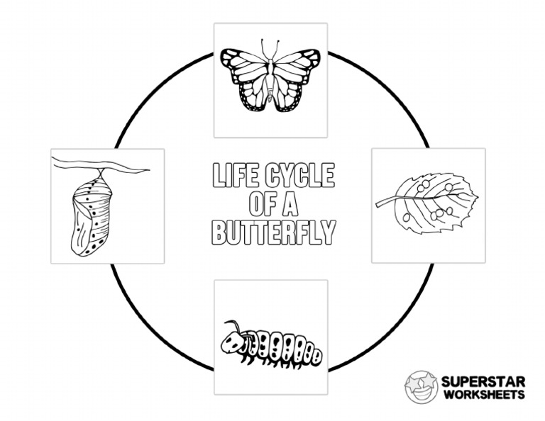 Butterfly Lifecycle Chart | PDF